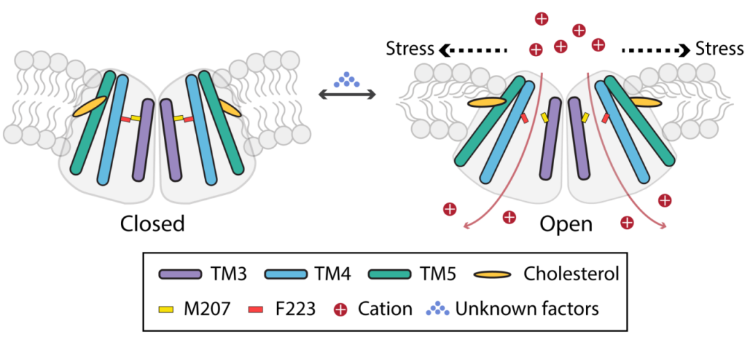 Cell Reports | 沈月全/杨雪团队报道感知急性机械疼痛的TACAN通道结构