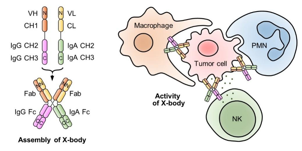 李鑫/张宏恺团队实现一种兼具IgG和IgA活性的新型抗体平台X-body