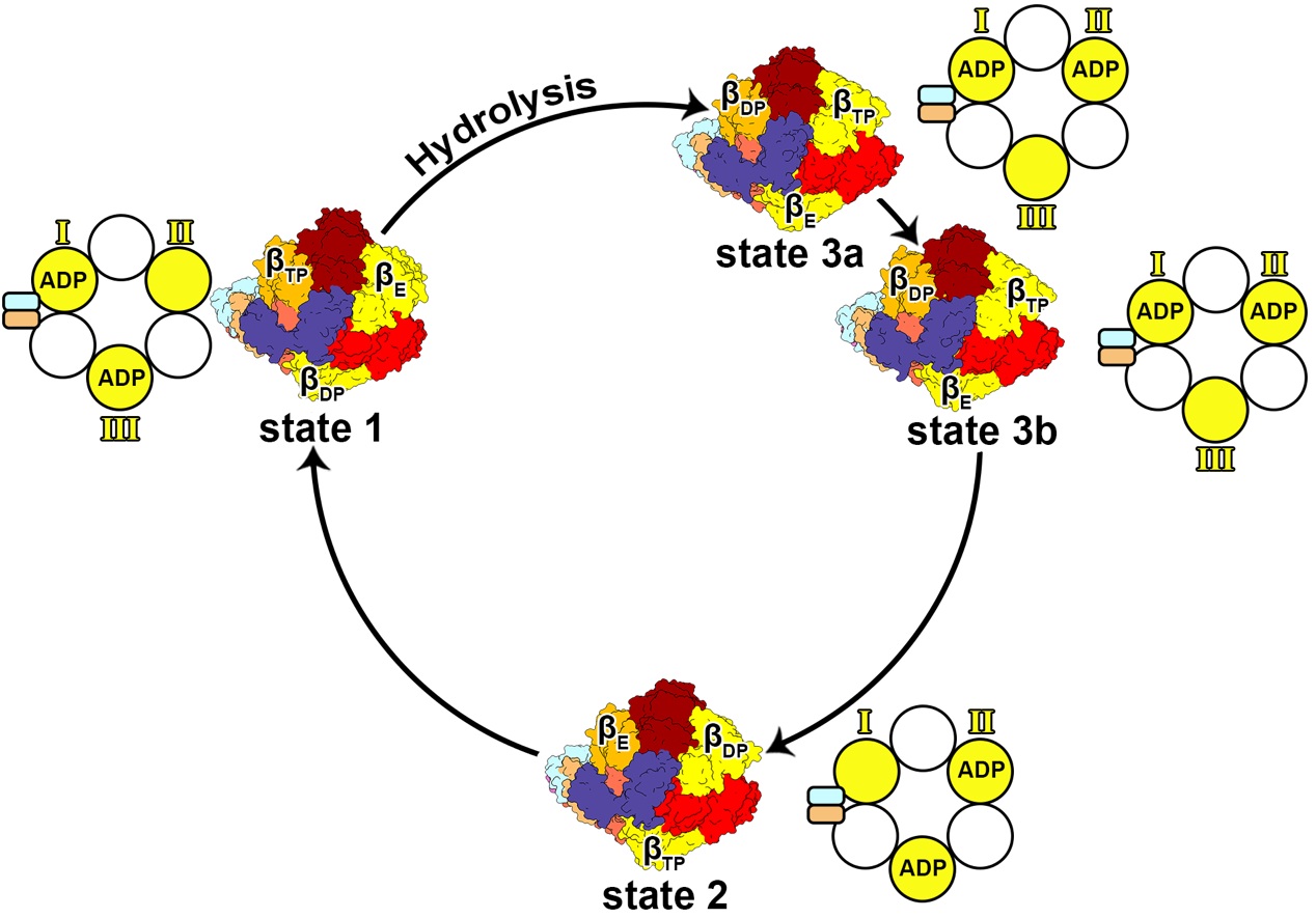 Molecular Cell | 贡红日/饶子和团队解析人源旋转分子马达ATP合成酶三维结构